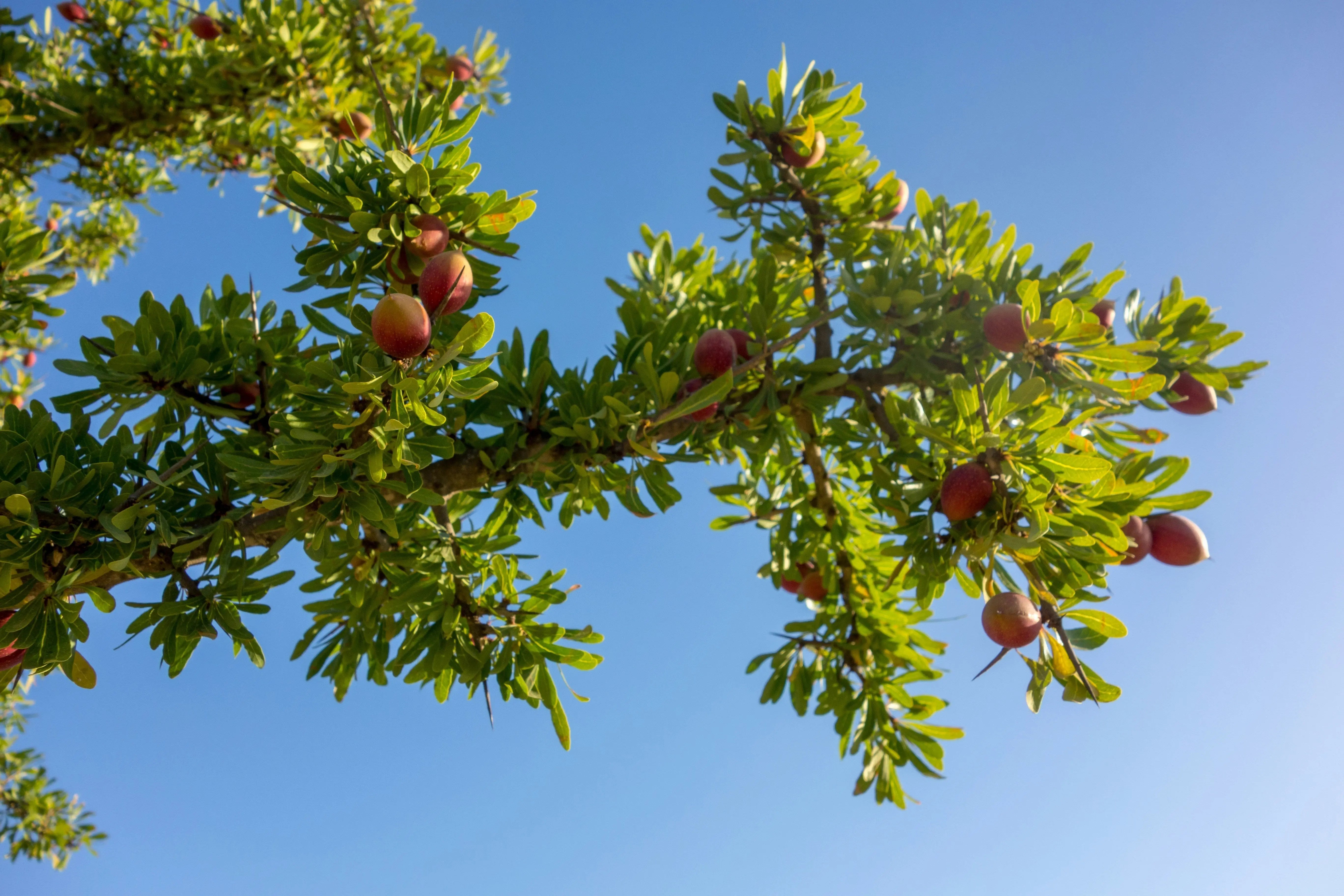 A Deep Dive Into Argan Oil: A Natural Hero for Curls | Wuli – Wuli Hair ...